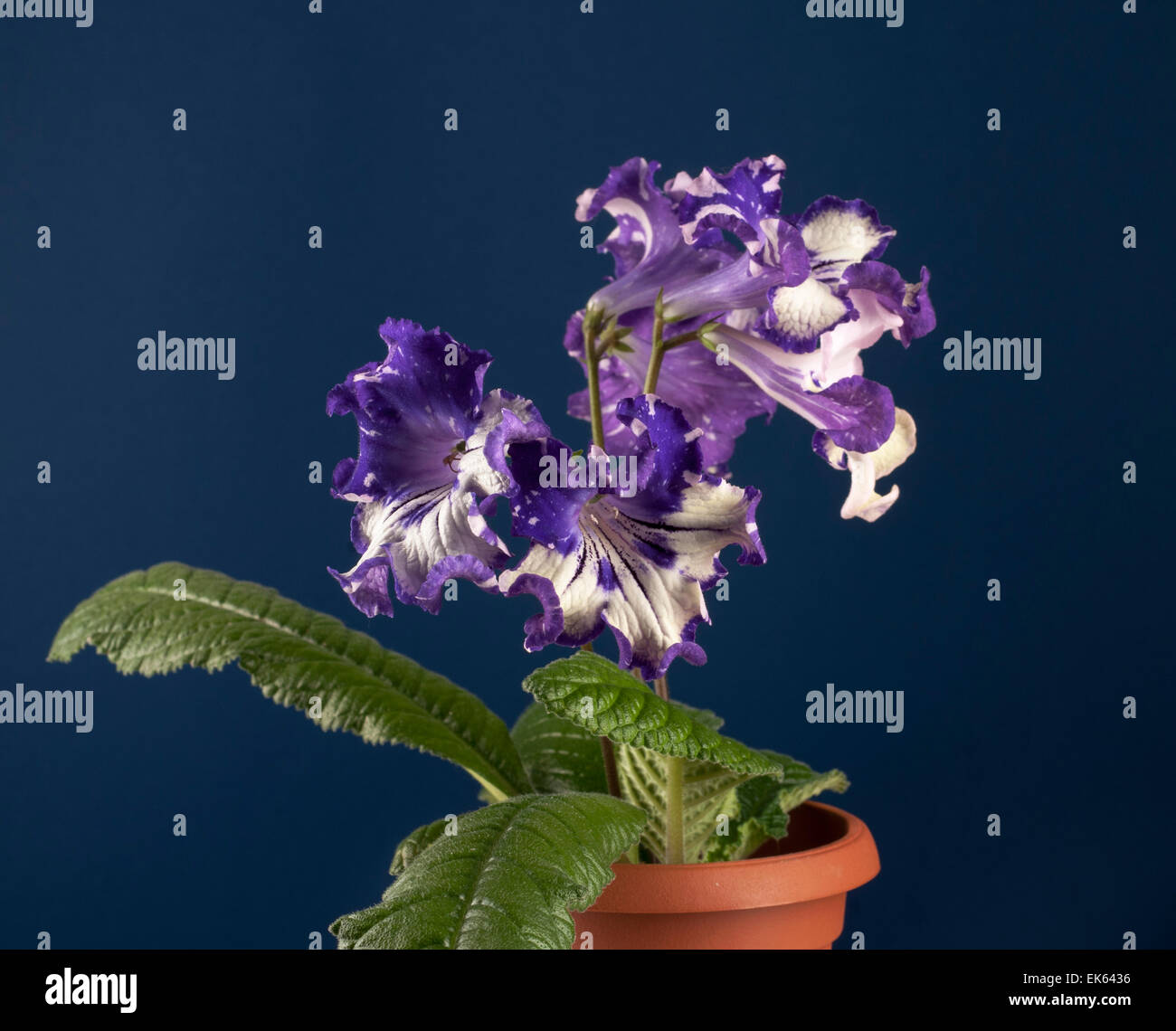 Streptocarpus flower hi-res stock photography and images - Alamy