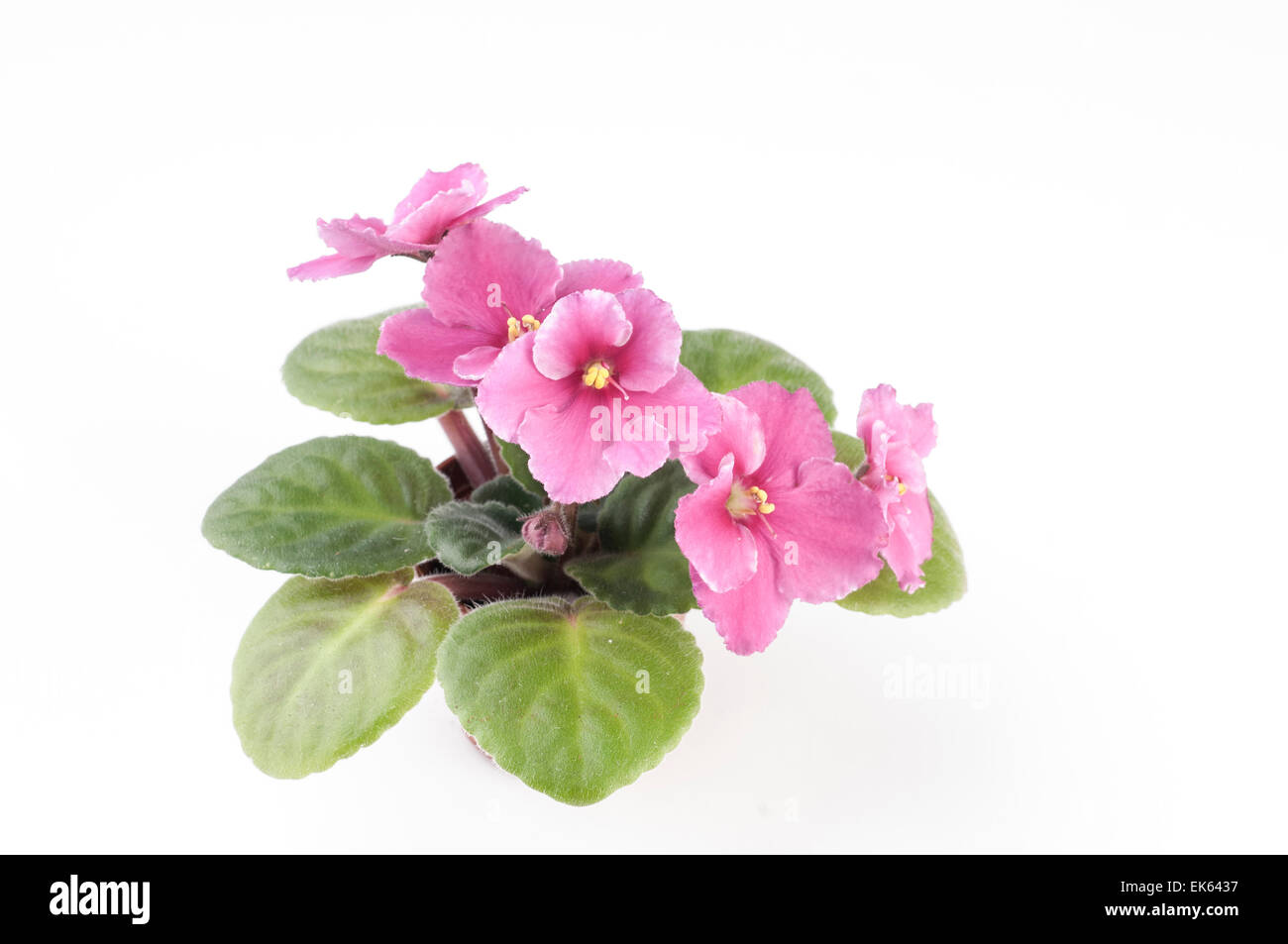 African violet Cut Out Stock Images & Pictures - Alamy