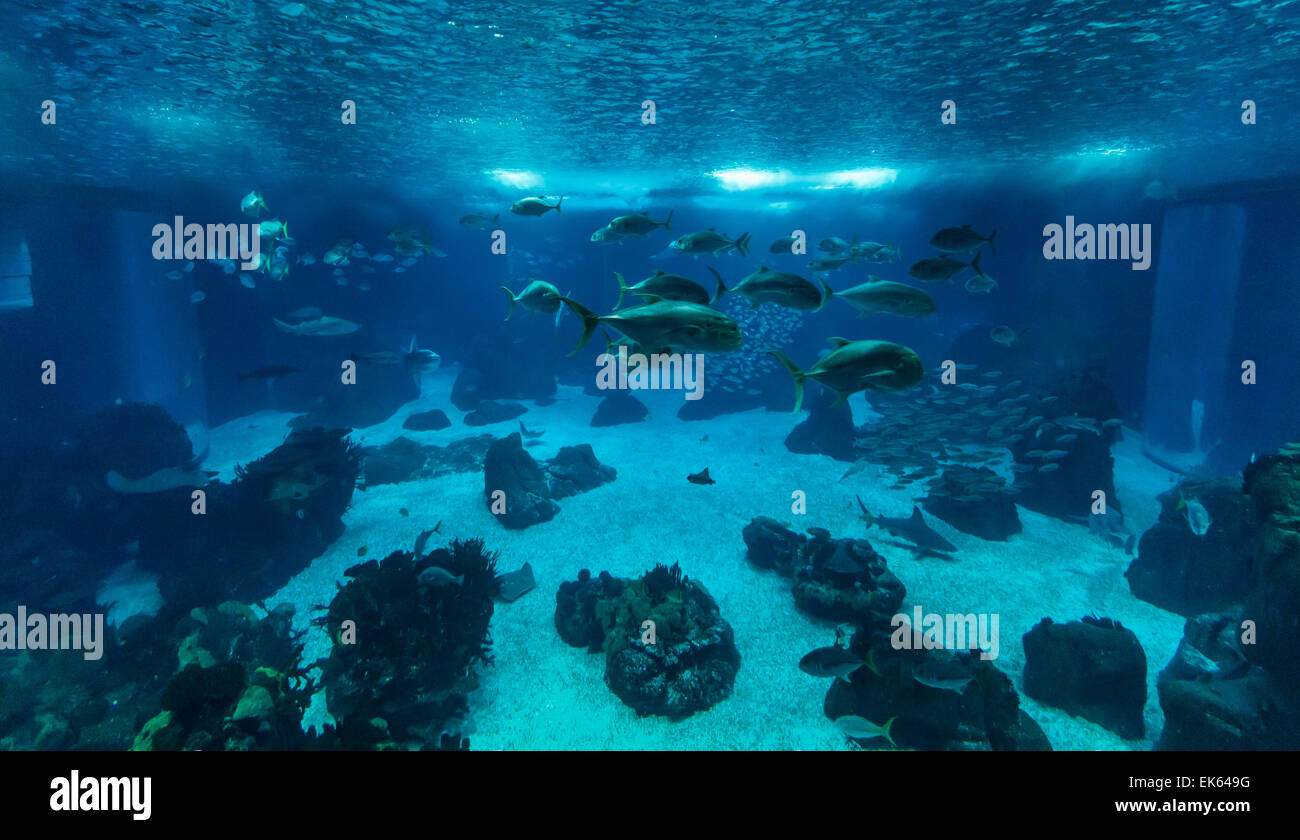 Portugal, Lisbon, Lisbon Oceanarium (Oceanário de Lisboa), tropical ...