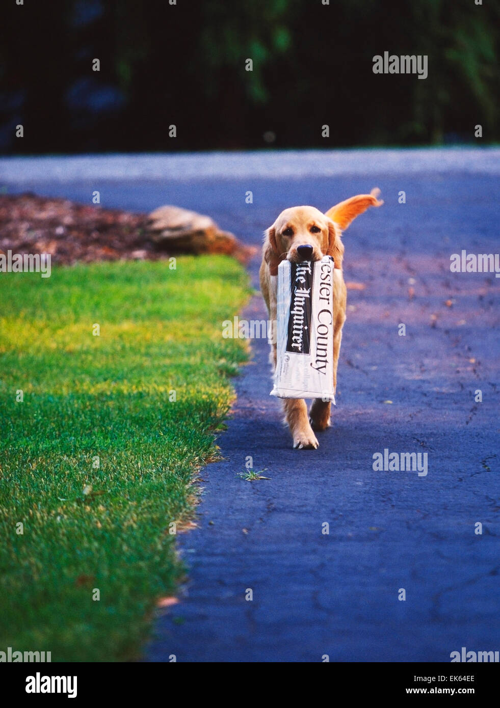 Golden Retriever dog bringing in the morning newspaper Stock Photo - Alamy
