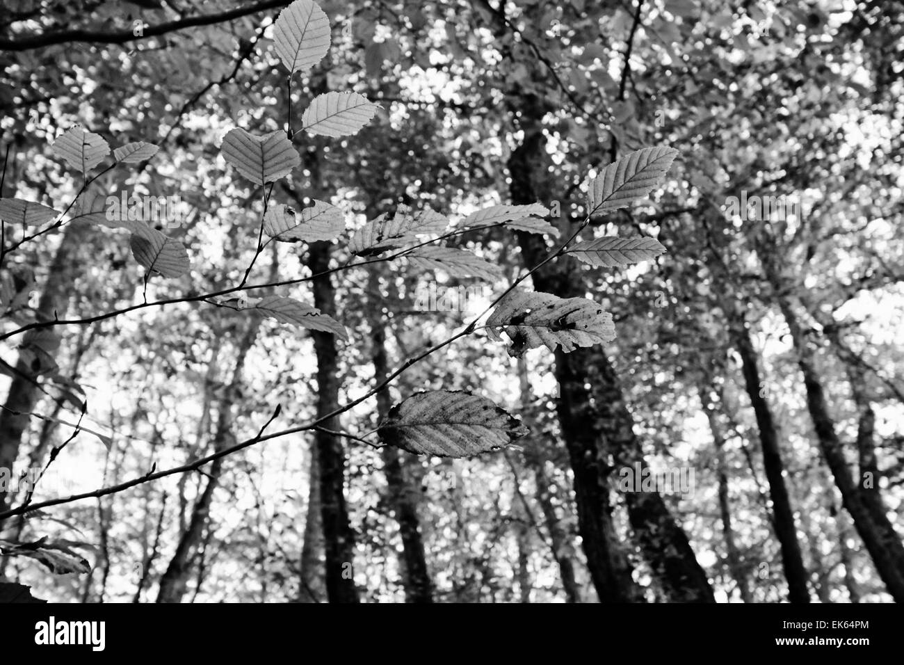 Italy, Lazio, Manziana, countryside, tree leaves in autumn Stock Photo ...