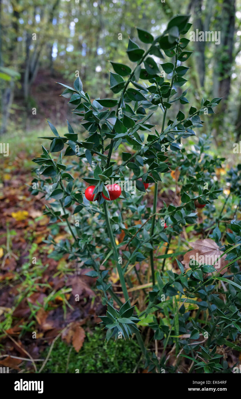 Butcher broom hi-res stock photography and images - Alamy