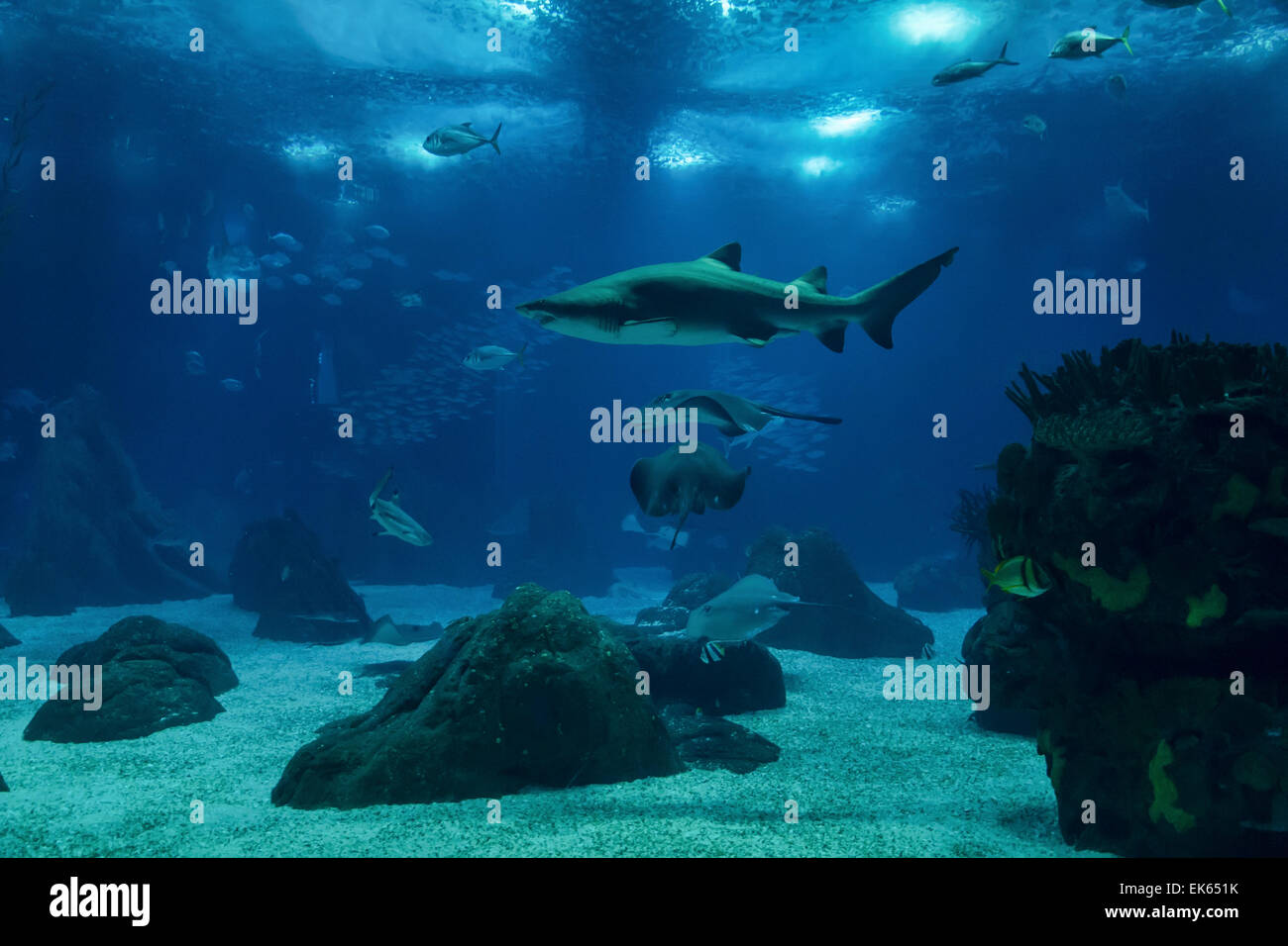Portugal, Lisbon, Lisbon Oceanarium (Oceanário de Lisboa), sand shark ...