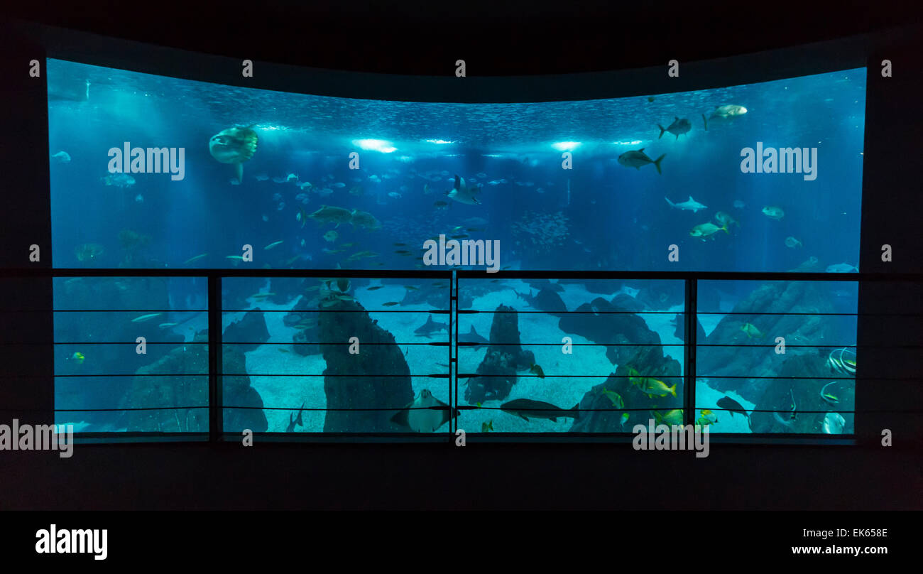 Portugal, Lisbon, Lisbon Oceanarium (Oceanário de Lisboa), tropical ...