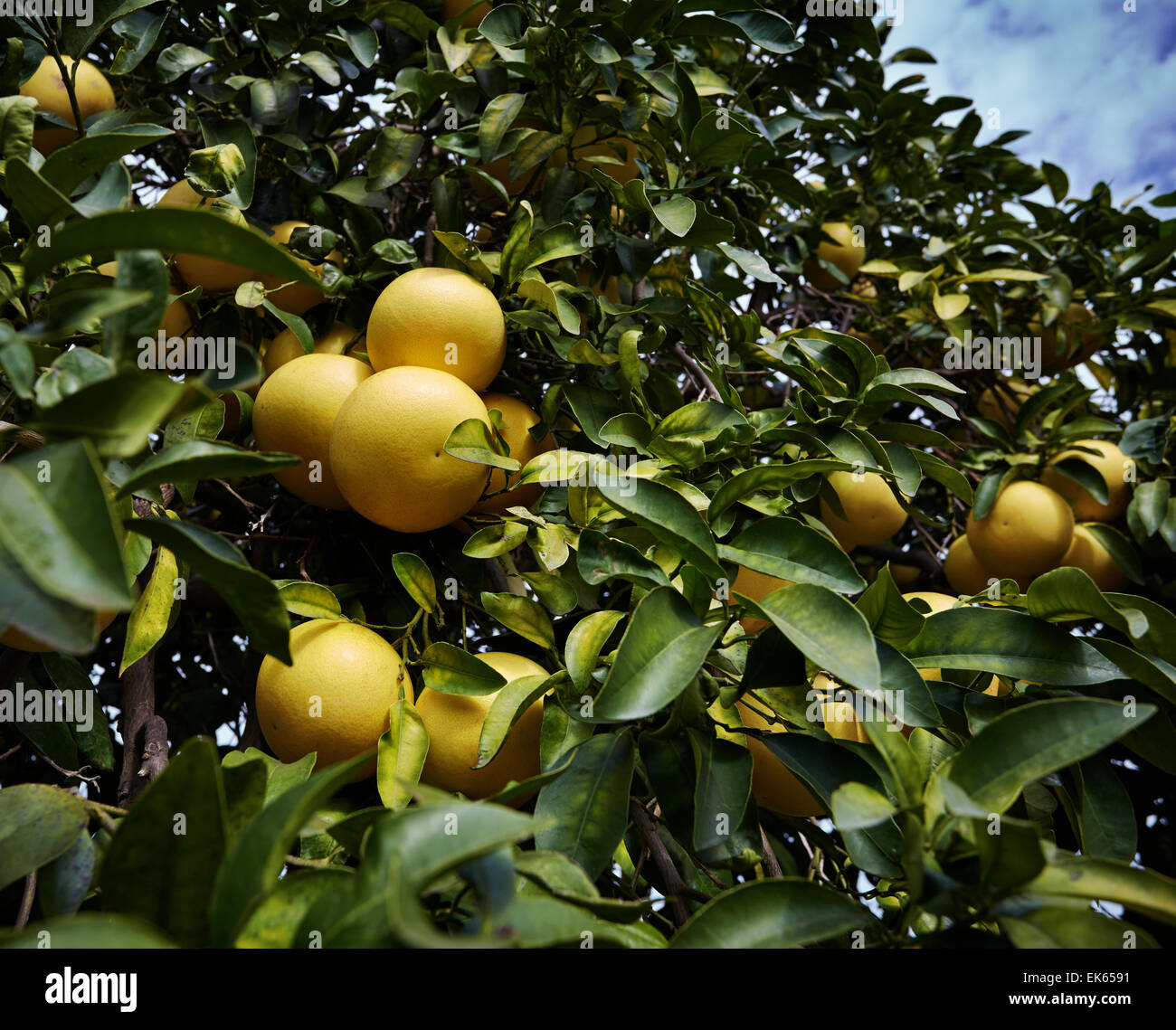 Italy, Sicily, countryside, grapefruits Stock Photo - Alamy
