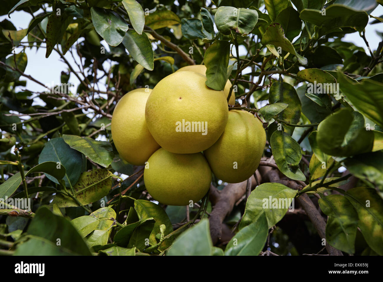 Italy, Sicily, countryside, grapefruits Stock Photo - Alamy