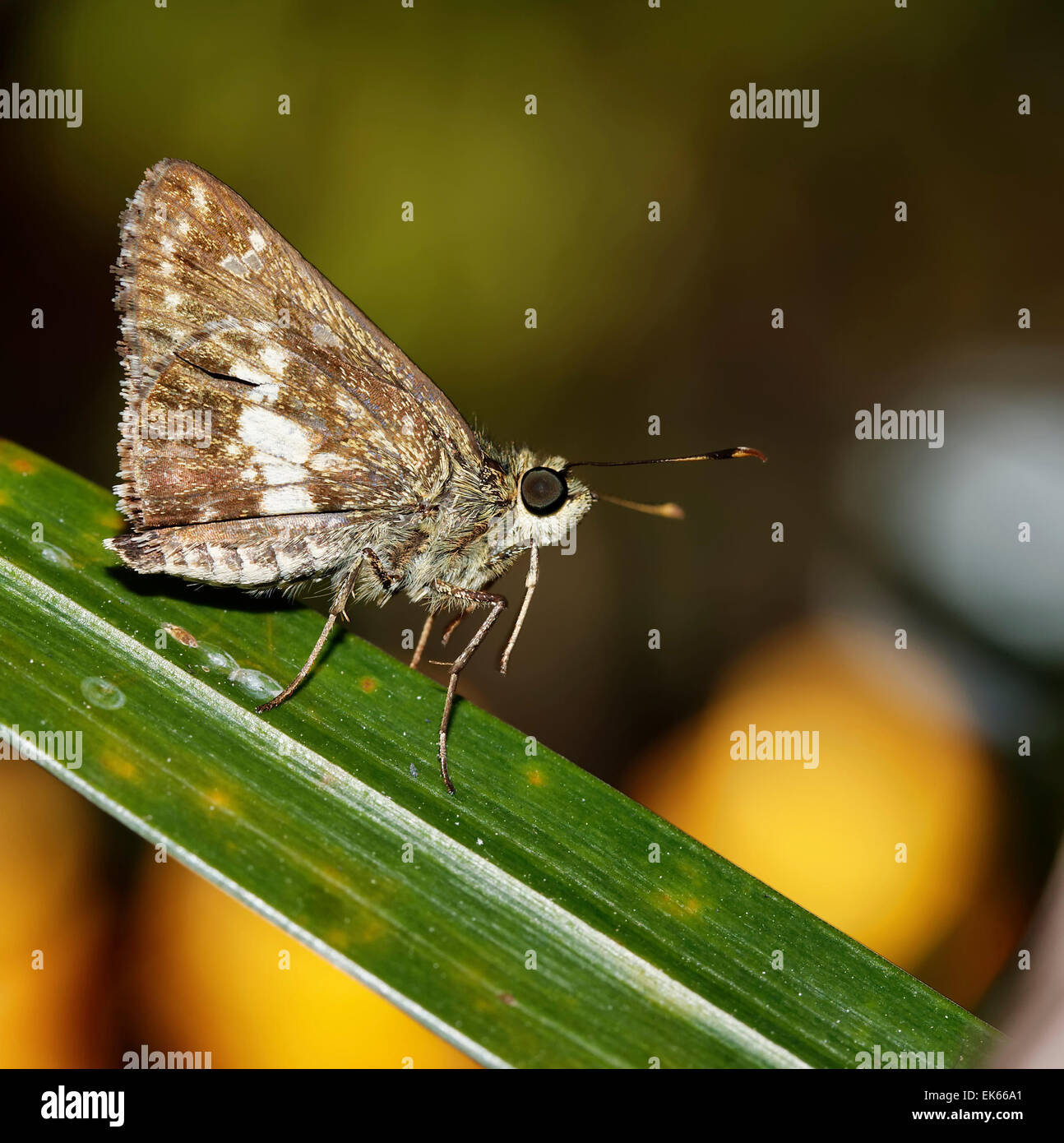 Thailand, Chang Mai, tropical butterfly on a plant Stock Photo - Alamy