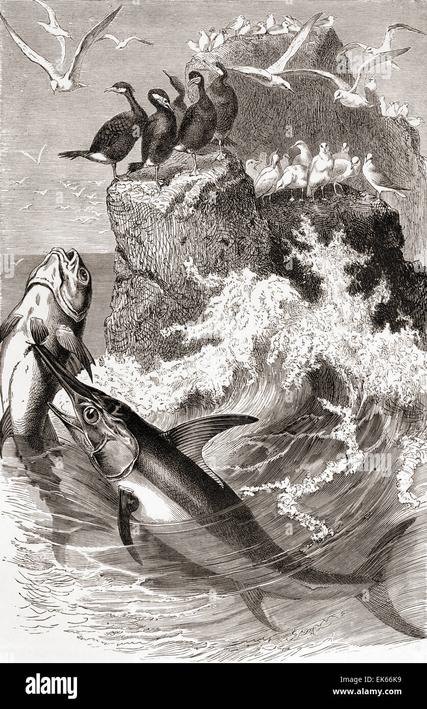 The Common Swordfish. Xiphias gladius Xiphiidae Stock Photo - Alamy