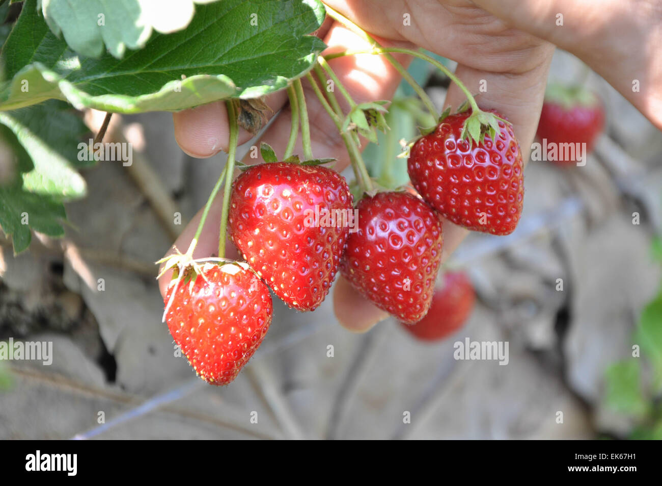 Strawberry, cherry red on the tree of the garden waiting for the ...