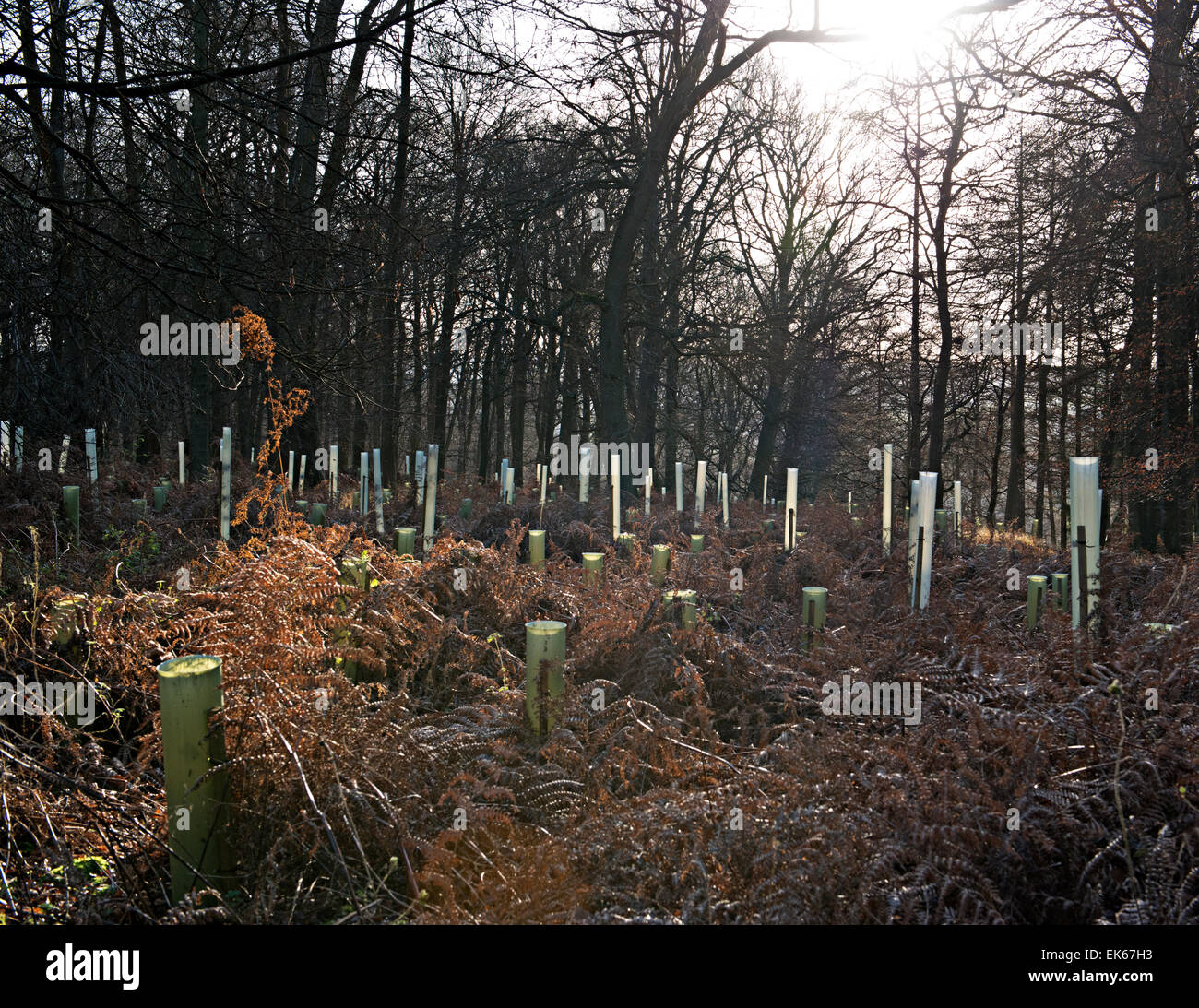 Planted containers hi-res stock photography and images - Alamy