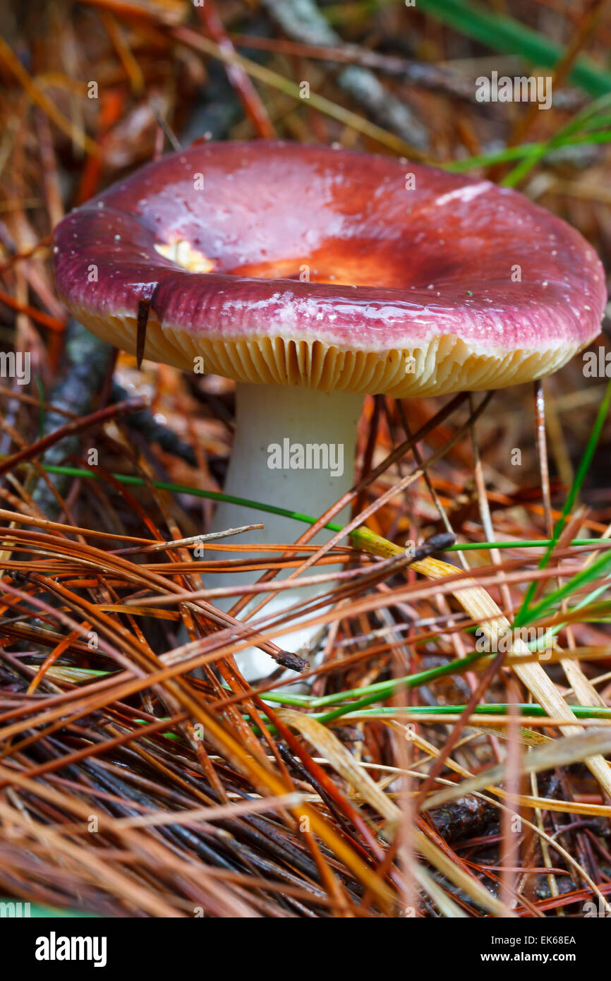 Bare-toothed Russula or the flirt (Russula vesca). Gorbeia Natural Park ...