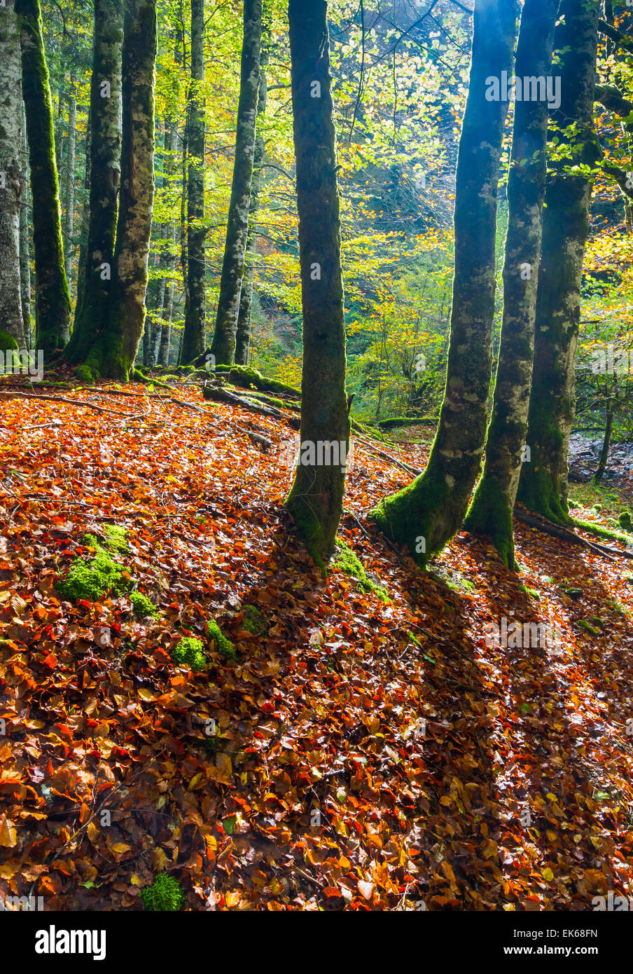 Irati forest spain hi-res stock photography and images - Alamy