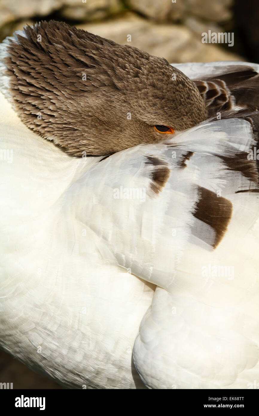 Italy, sicily, wild duck in a park (Anas Platyrhynchos Stock Photo - Alamy
