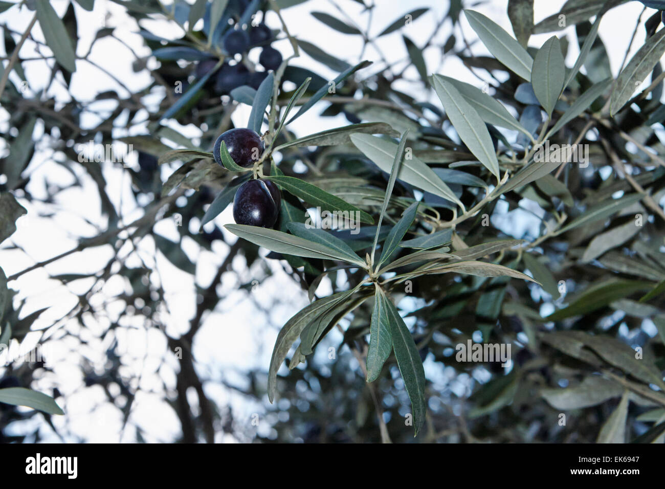 Italy, Sicily, countryside, olive tree Stock Photo - Alamy
