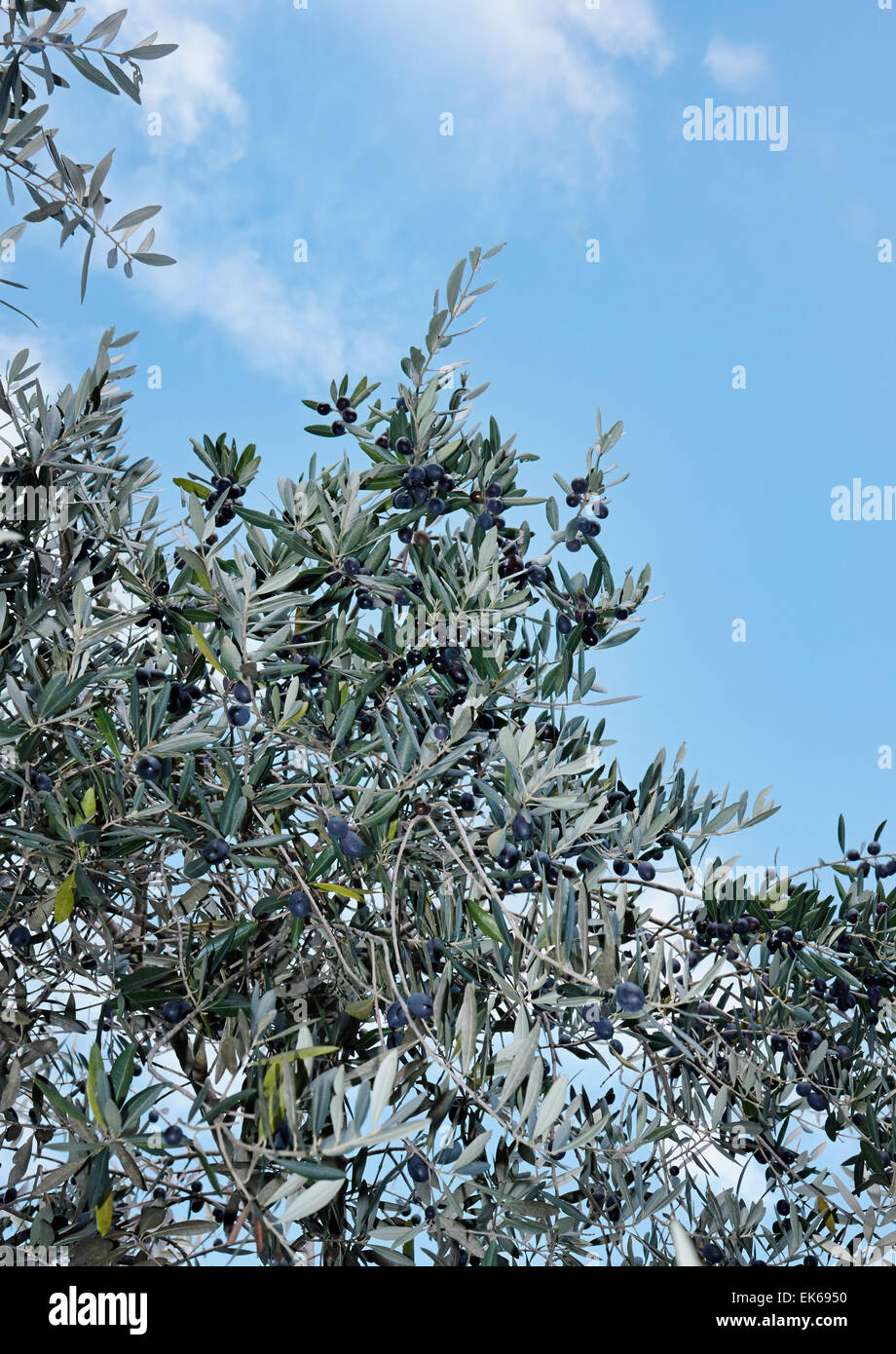 Italy, Sicily, countryside, olive tree Stock Photo - Alamy