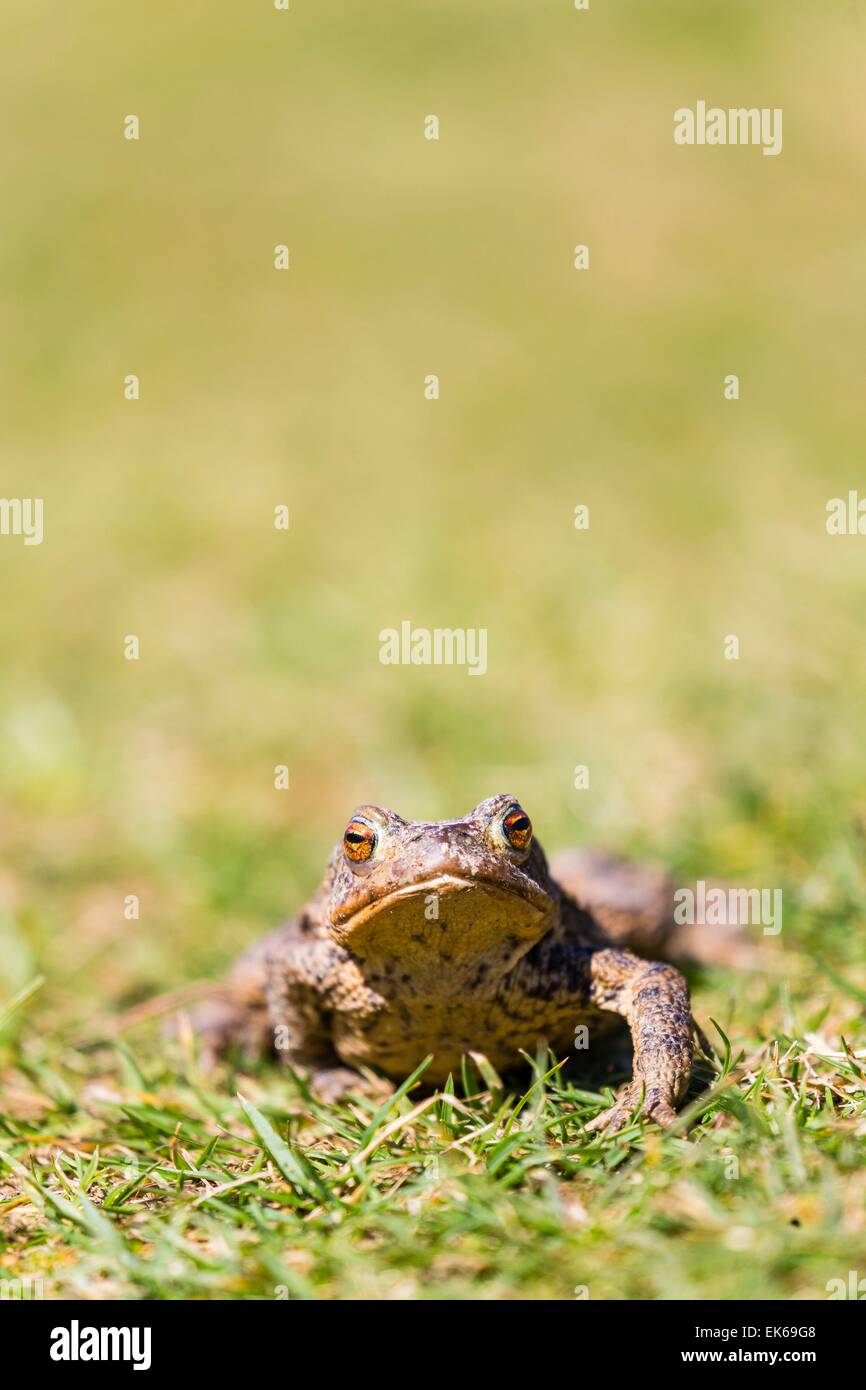 A common toad (Bufo bufo) taking a stroll on a sunny spring day at ...