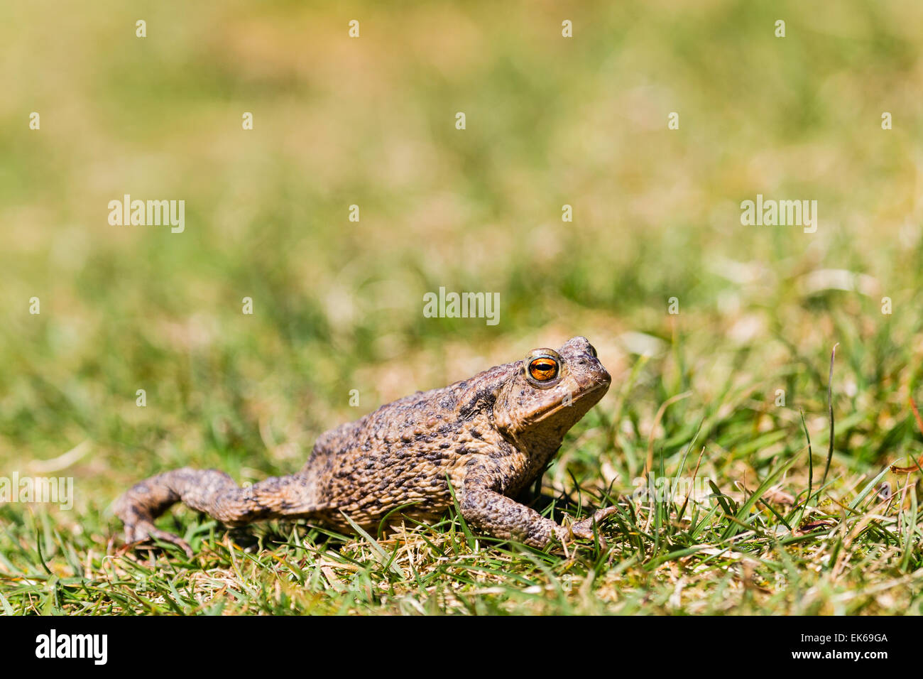 Gilfach nature reserve hi-res stock photography and images - Alamy