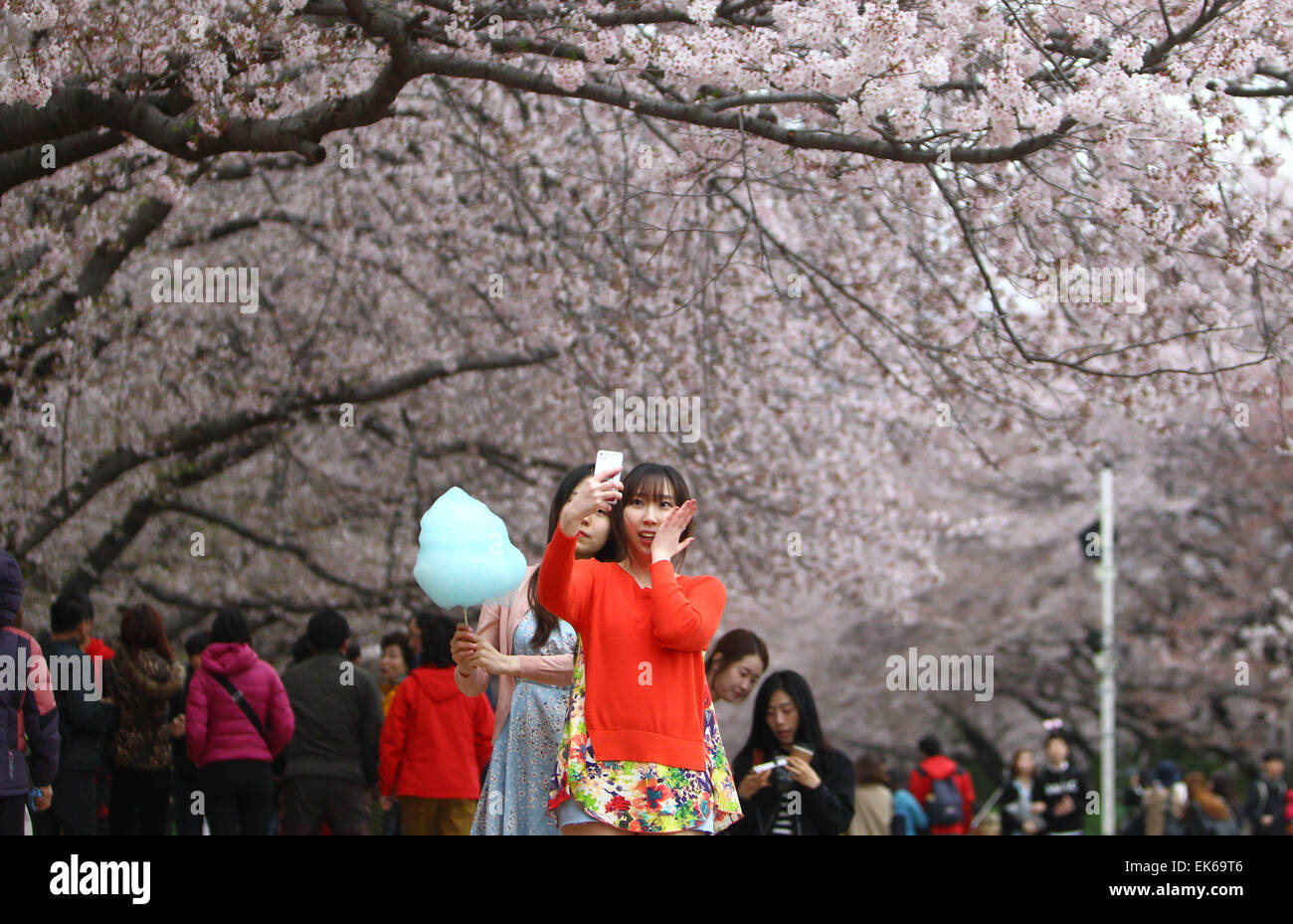 (150407)-- CHINHAE, April 7, 2015 (Xinhua)-- A girl takes selfie amid ...