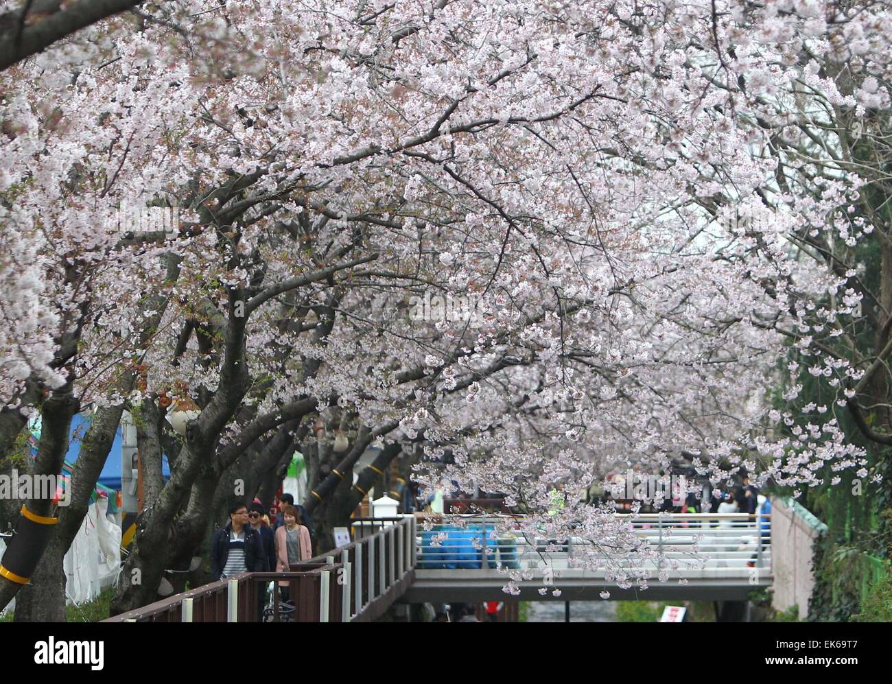 (150407)-- CHINHAE, April 7, 2015 (Xinhua)-- People stroll under cherry ...