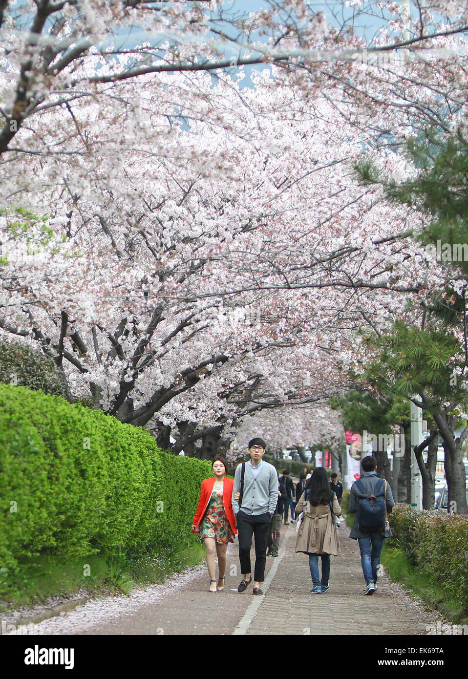 (150407)-- CHINHAE, April 7, 2015 (Xinhua)-- People stroll under cherry ...