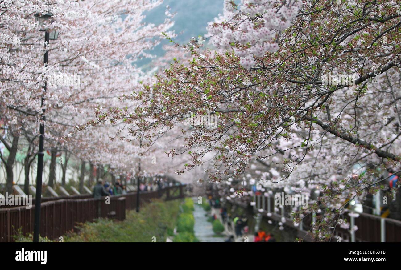 (150407)-- CHINHAE, April 7, 2015 (Xinhua)-- People stroll under cherry ...