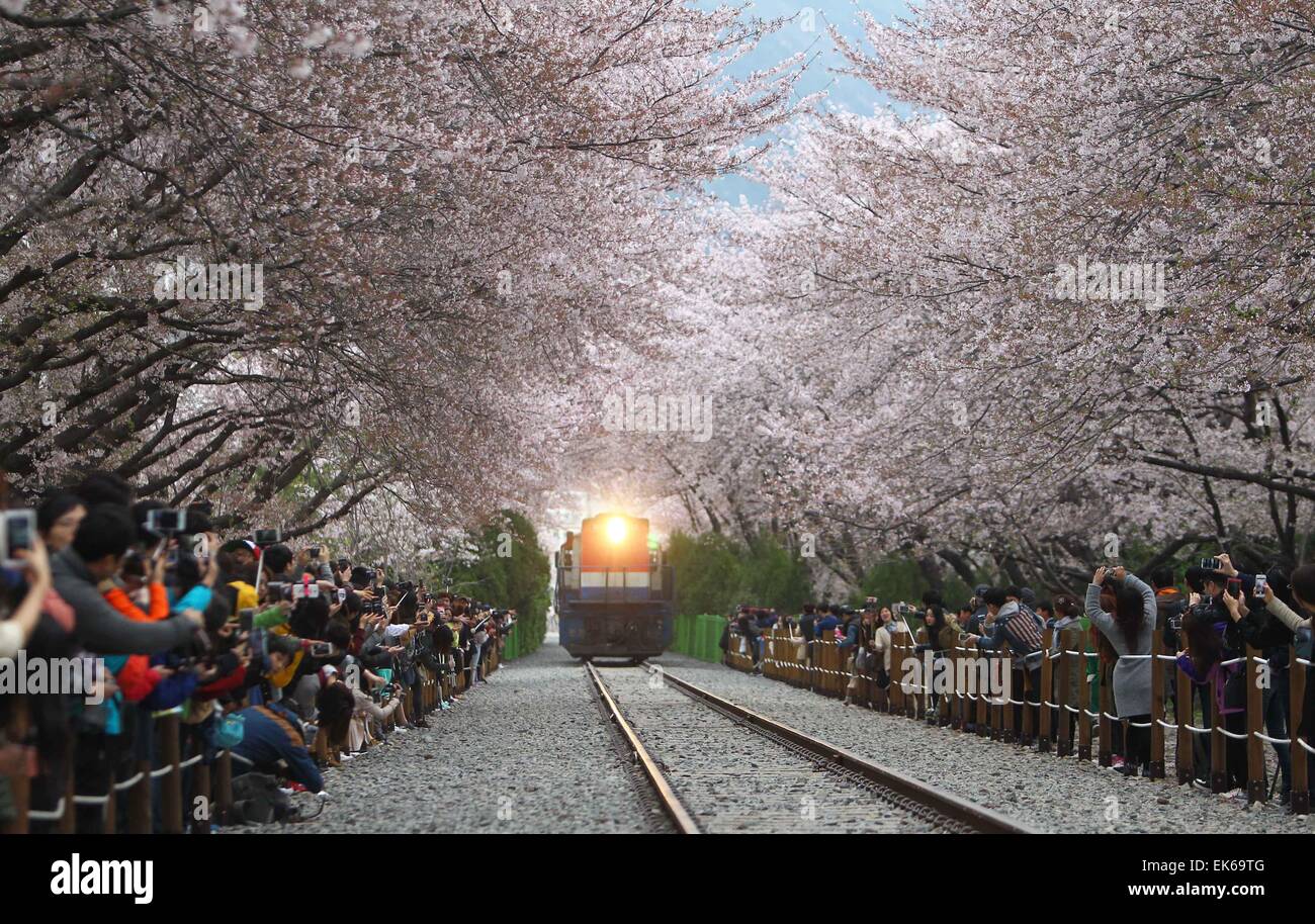 (150407)-- CHINHAE, April 7, 2015 (Xinhua)-- A train moves under cherry ...