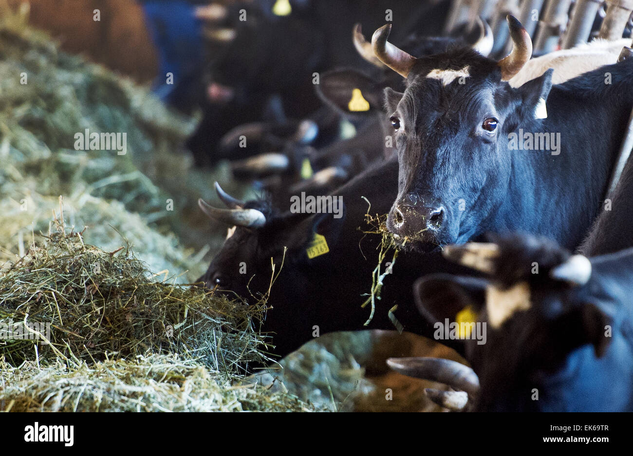 Milk cows eat hay in their stall at the Dottenfelder Hof farm in Bad ...