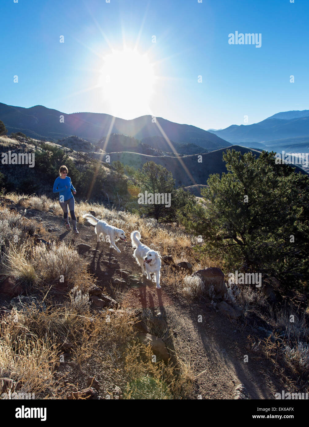 Woman & dogs running on mountain trails near Salida, Colorado, USA ...