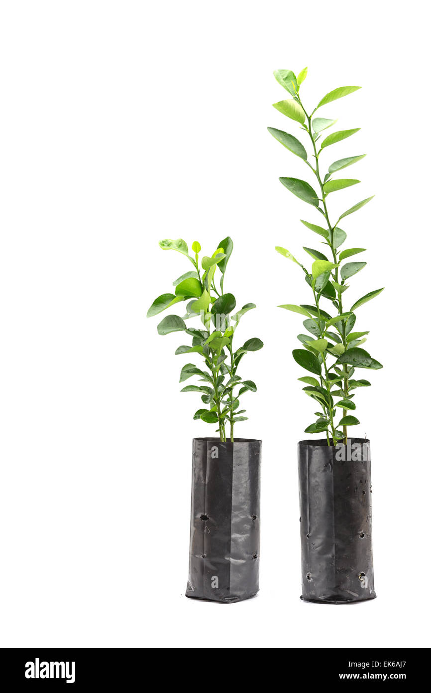 Fresh young lime tree isolated on white background Stock Photo - Alamy