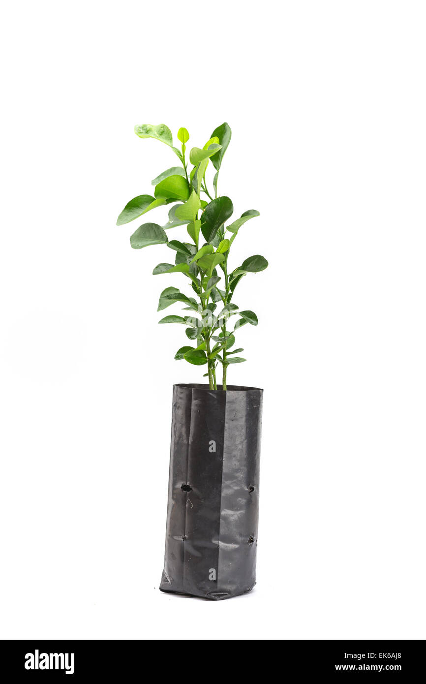 Young lime tree hi-res stock photography and images - Alamy