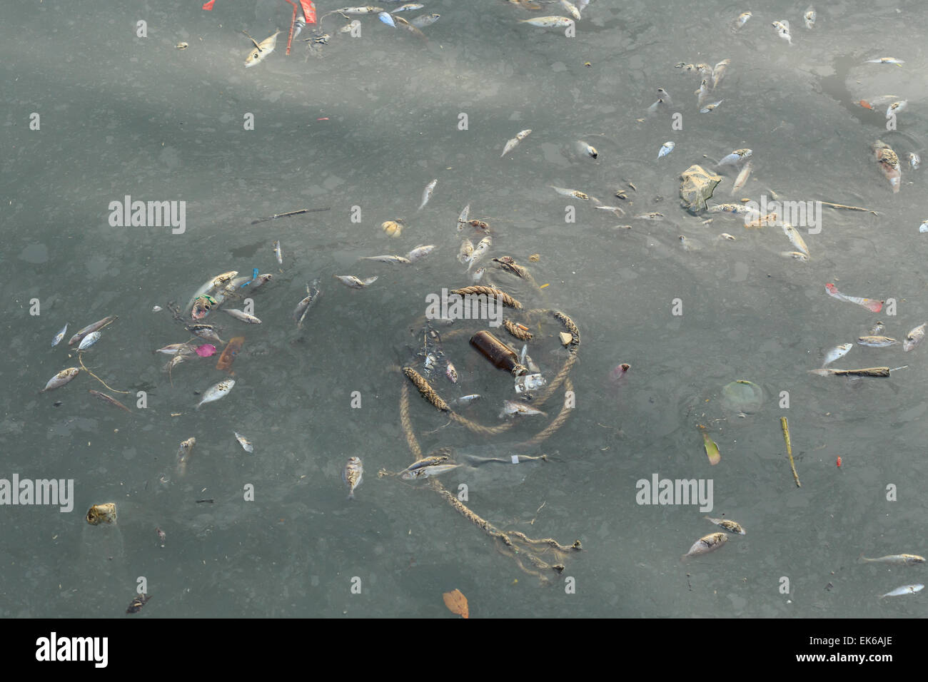 Dead fish in polluted lake hi-res stock photography and images - Alamy