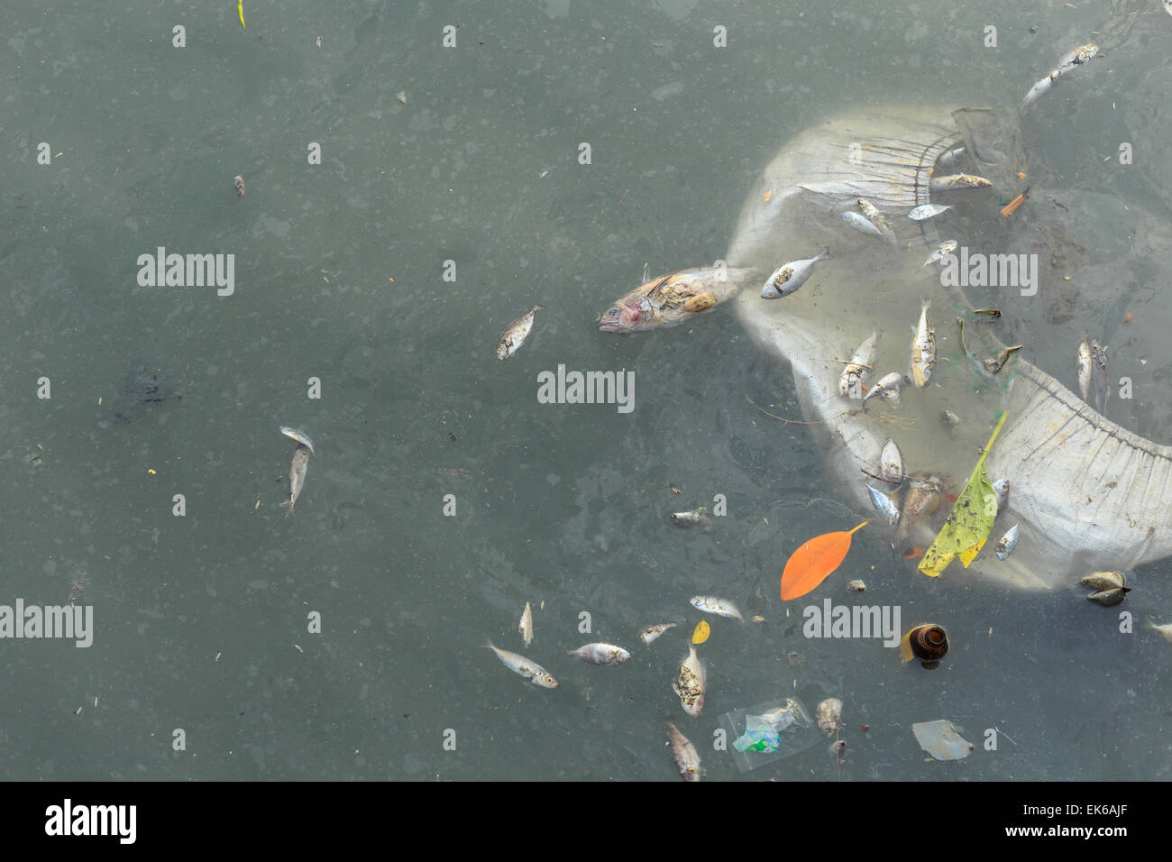 Dead fish in the sea, environment concept Stock Photo - Alamy