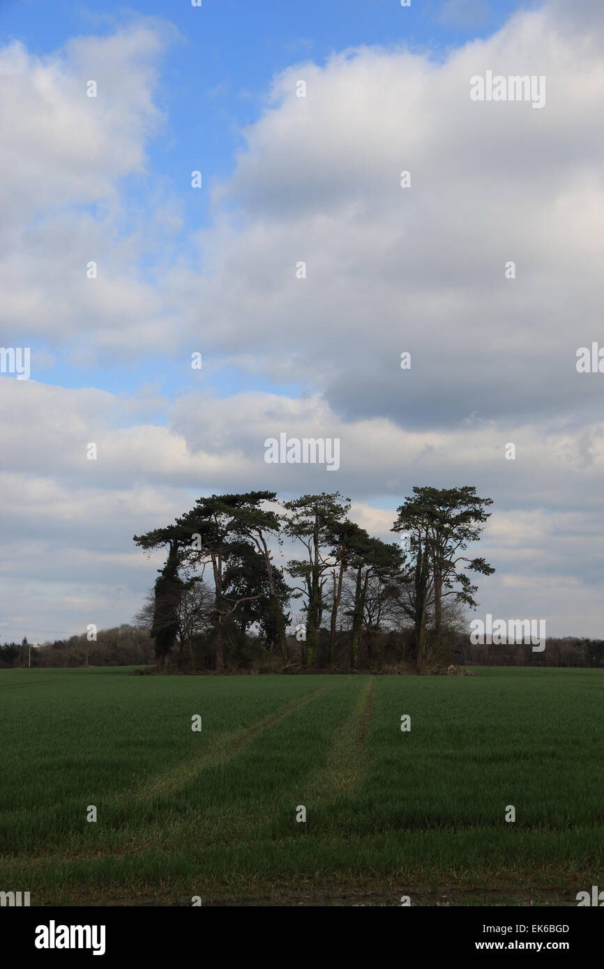 Oak Tree In Middle Field High Resolution Stock Photography and Images ...