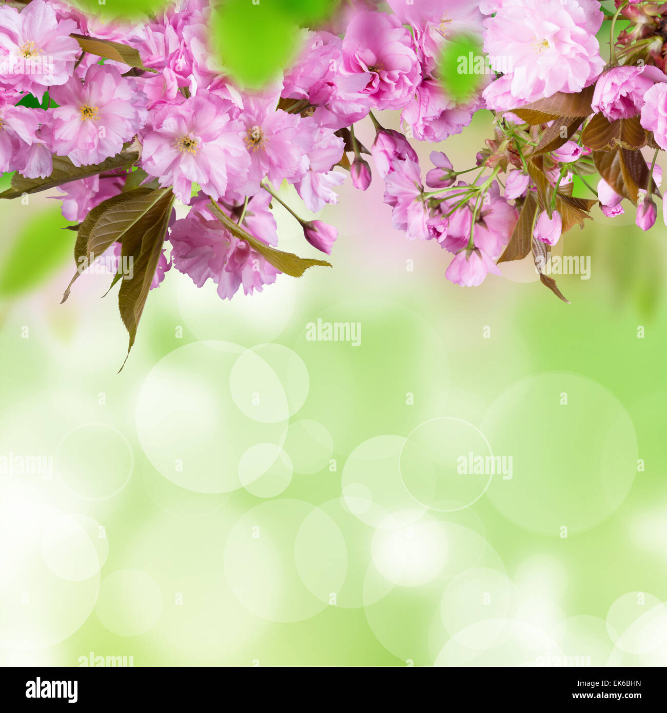 Spring border background with beautiful blossom Stock Photo - Alamy