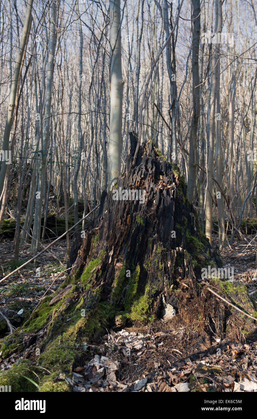 Tree stump new growth hi-res stock photography and images - Alamy