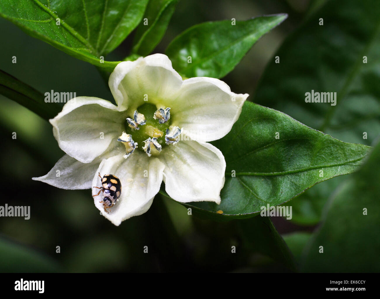 little beetle on a flower Stock Photo - Alamy