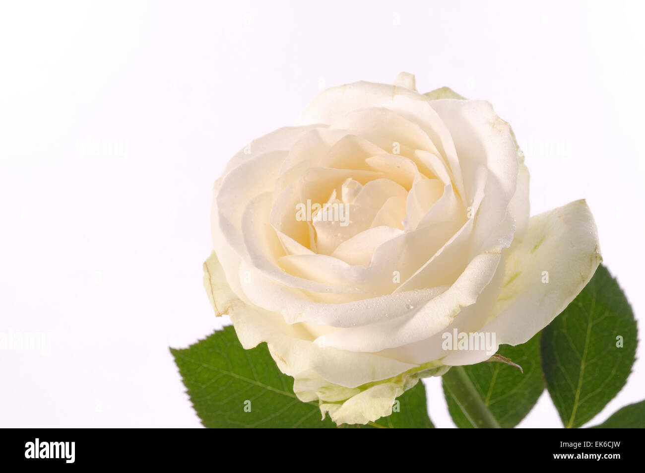 Single white rose flower over white background Stock Photo - Alamy