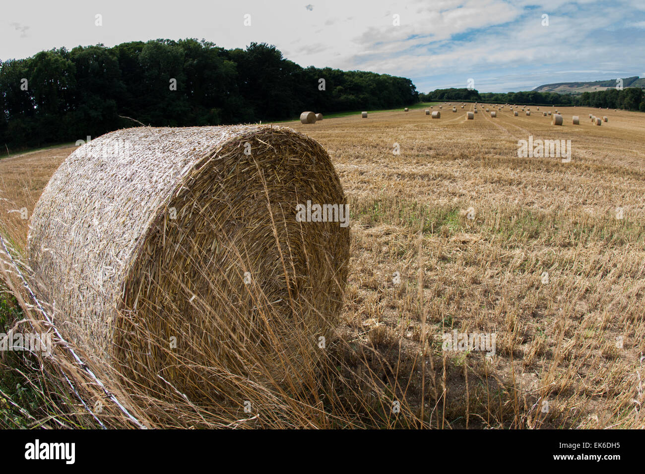 A hay bale in a field Stock Photo - Alamy