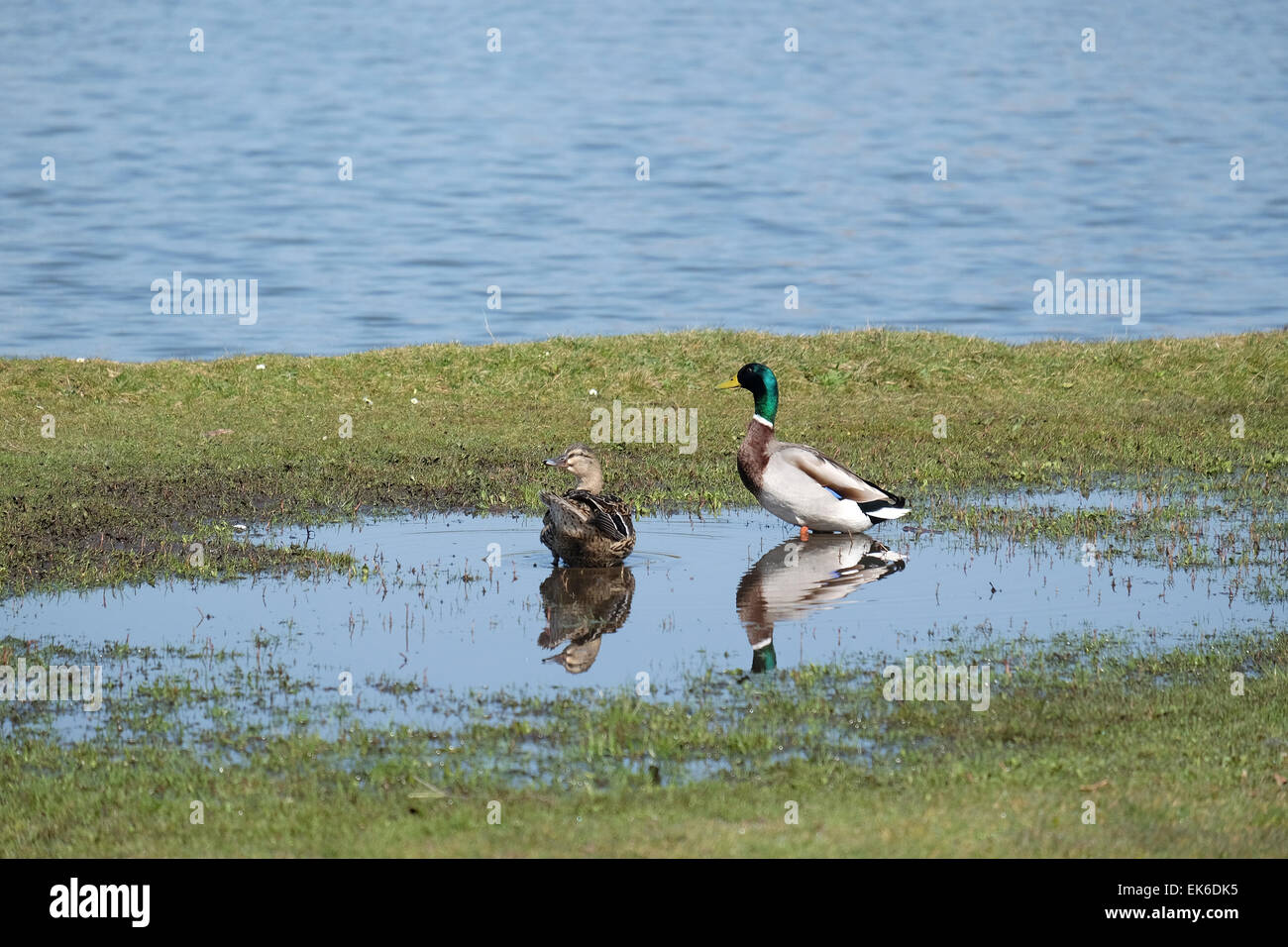 Couple water puddle reflection hi-res stock photography and images - Alamy