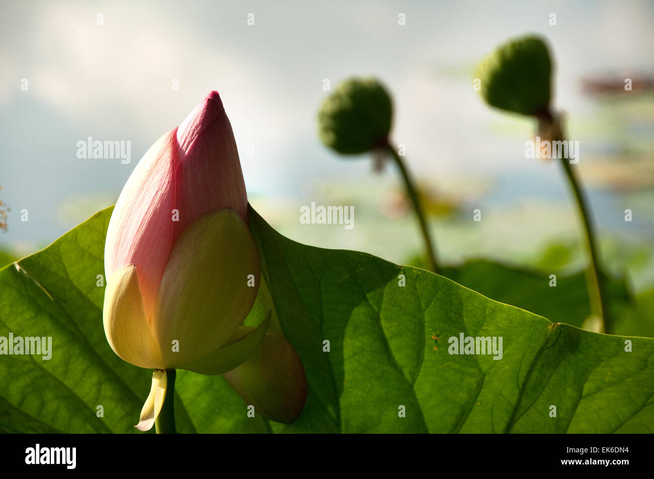 A bud and fruits (seed cups) of lotus (nelumbo nucifera), Lugo (RA ...