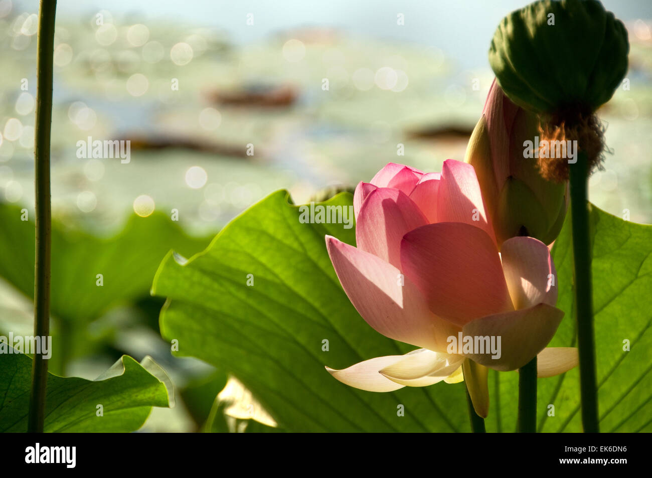 Fruit of lotus flower hi-res stock photography and images - Alamy