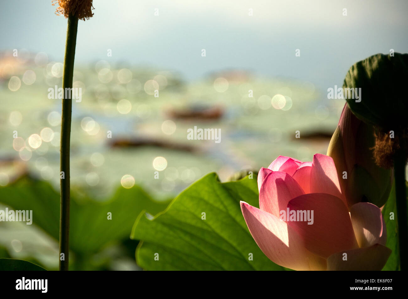 A lotus (nelumbo nucifera) flower and a seed cup (fruit), Lugo (RA ...
