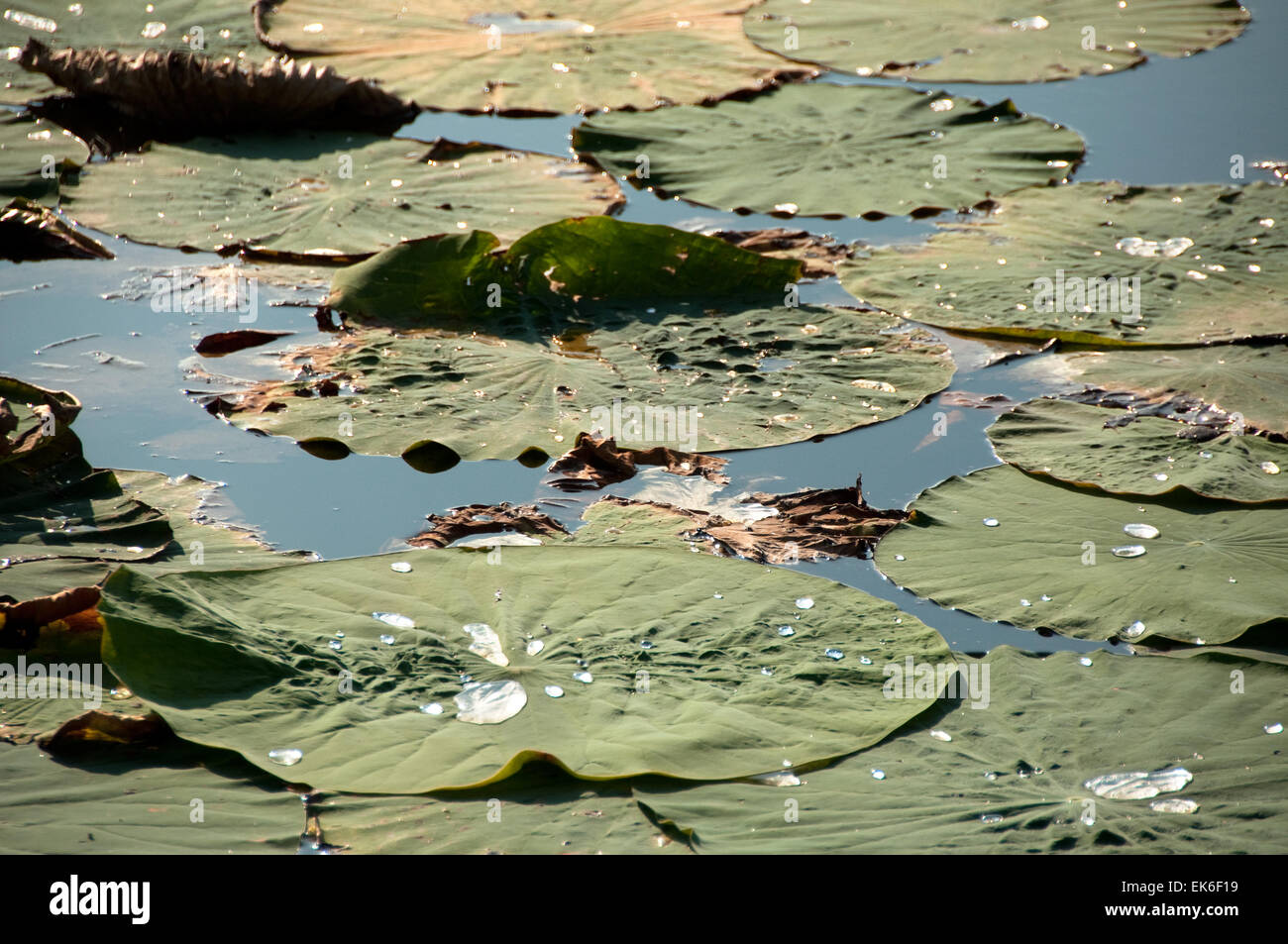 Round lotus (nelumbo nucifera) leaves on a pond, Lugo (RA), Italy Stock ...