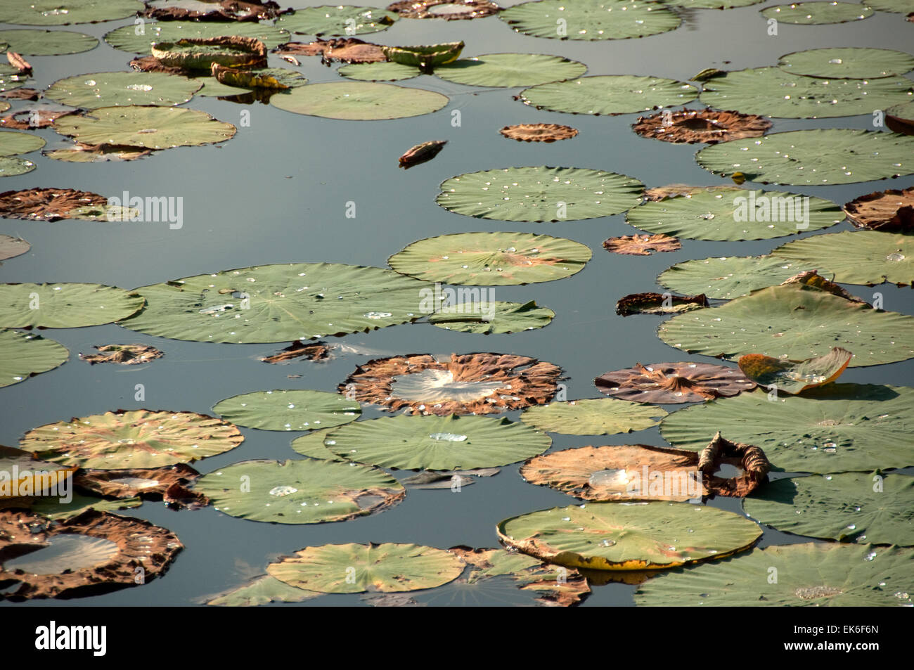 Round lotus (nelumbo nucifera) leaves on a pond, Lugo (RA), Italy Stock ...