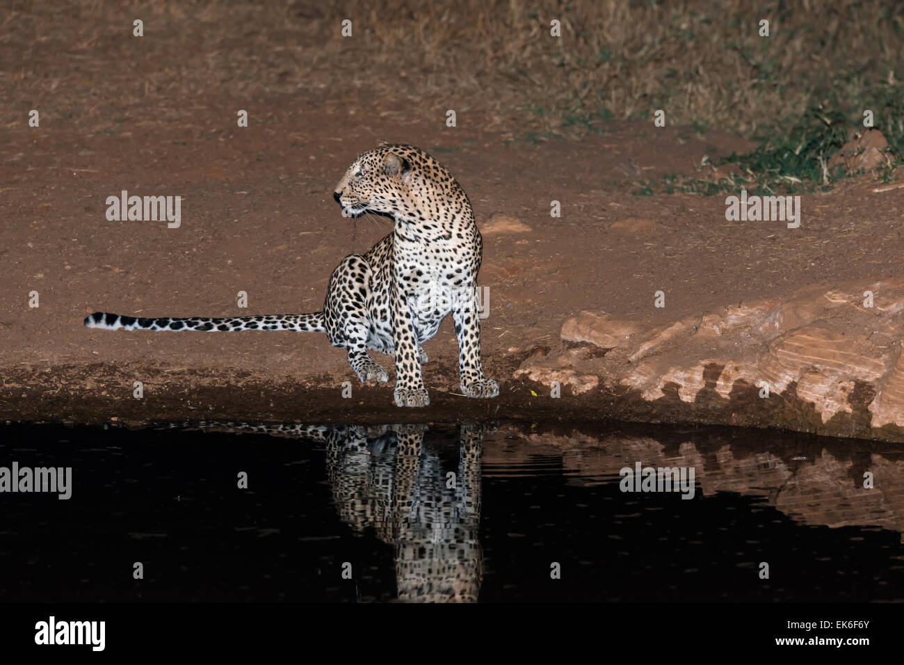 leopard on the water in the night Stock Photo - Alamy