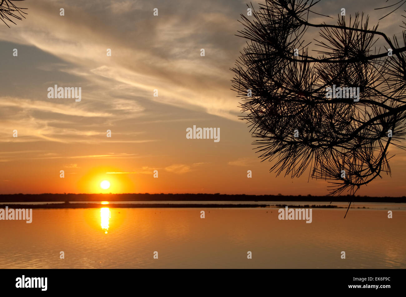 Branch of a pine tree at sunset, Pialassa Baiona, Marina Romea di ...