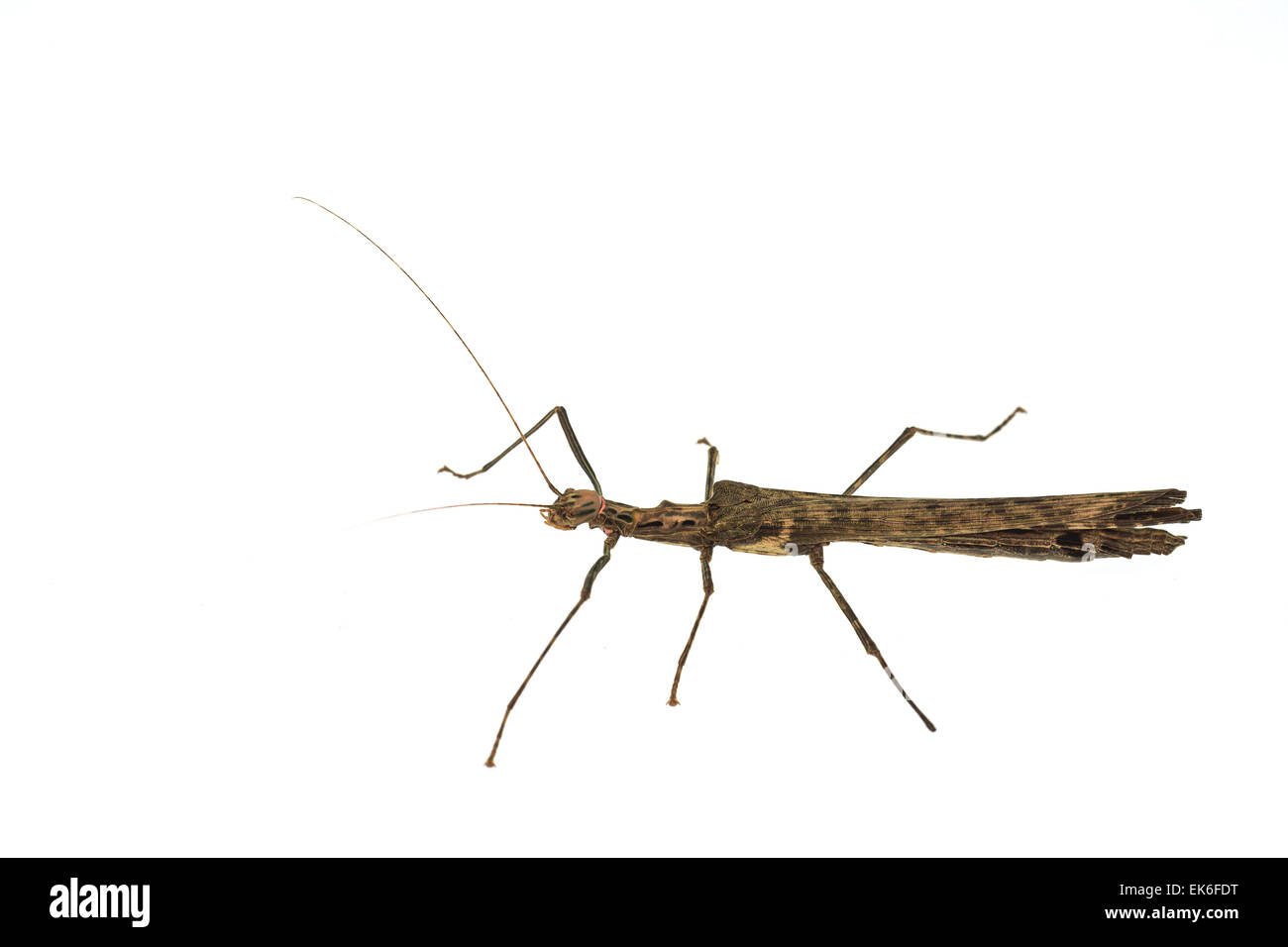 Big brown grasshopper isolated on white background Stock Photo - Alamy