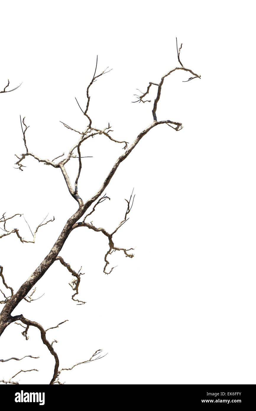 Dry tree branch isolated on white background Stock Photo - Alamy