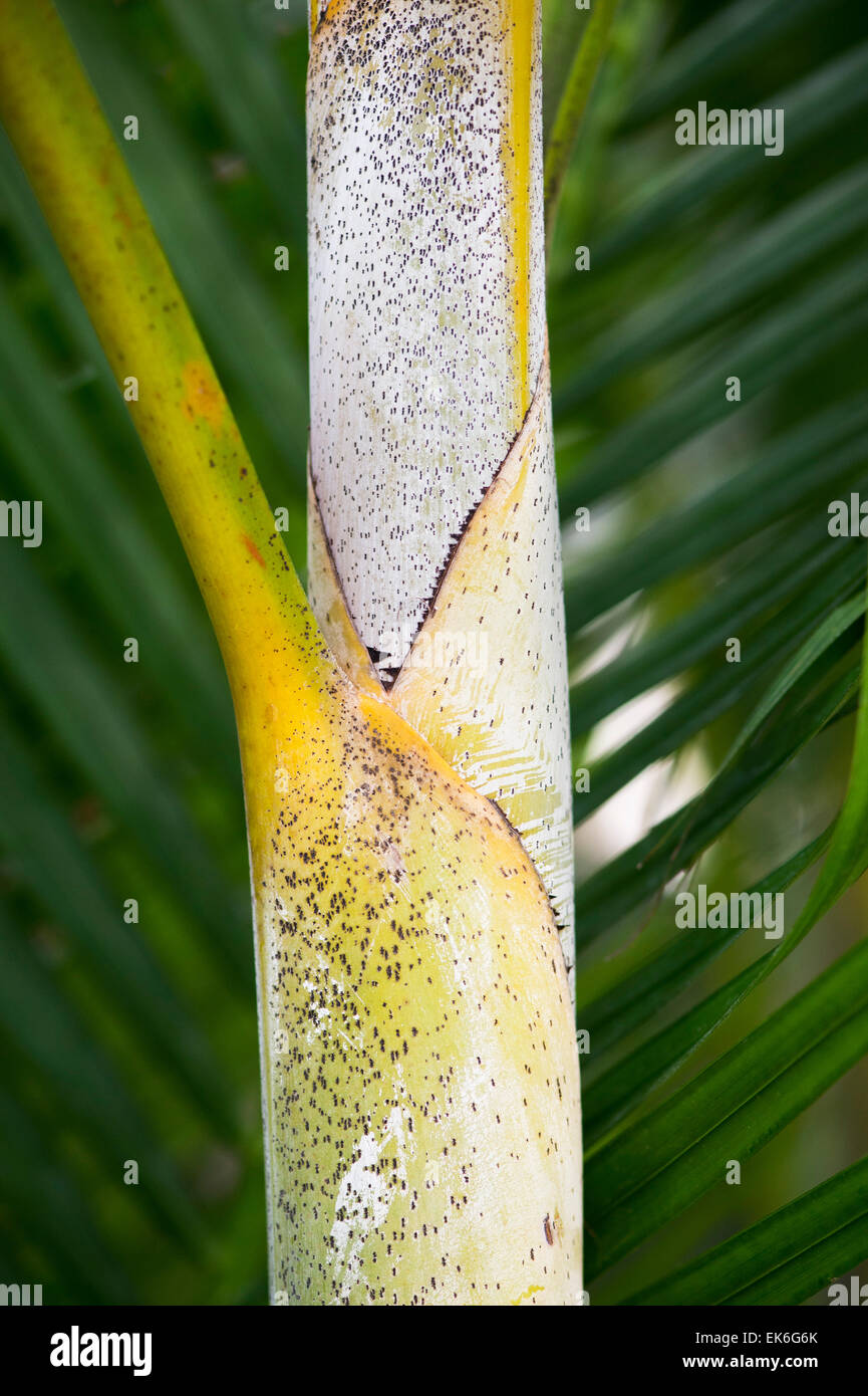 Dypsis lutescens hi-res stock photography and images - Alamy