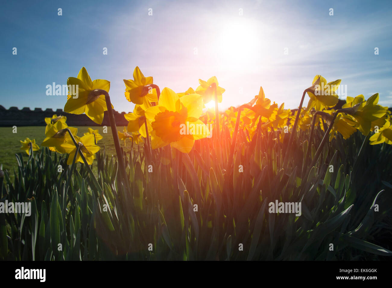 Spring Daffodils in bloom Stock Photo - Alamy